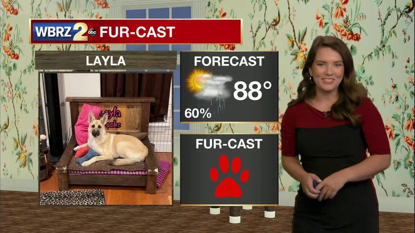 Fur-cast Layla
