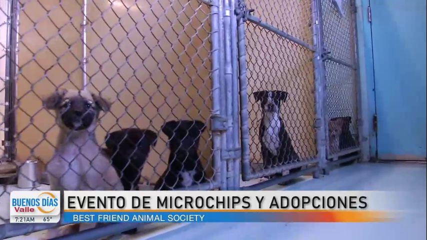 La Entrevista: Best Friend Animal Society realiza evento de adopciones ...