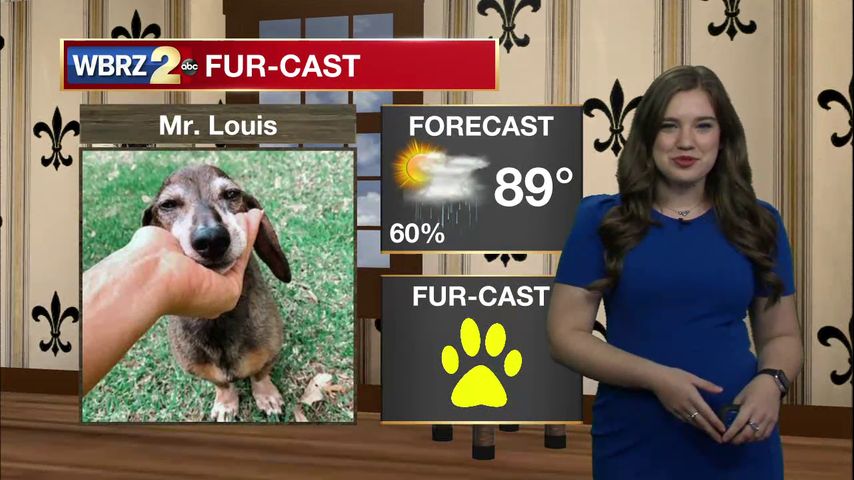 Mr. Louis Fur-Cast