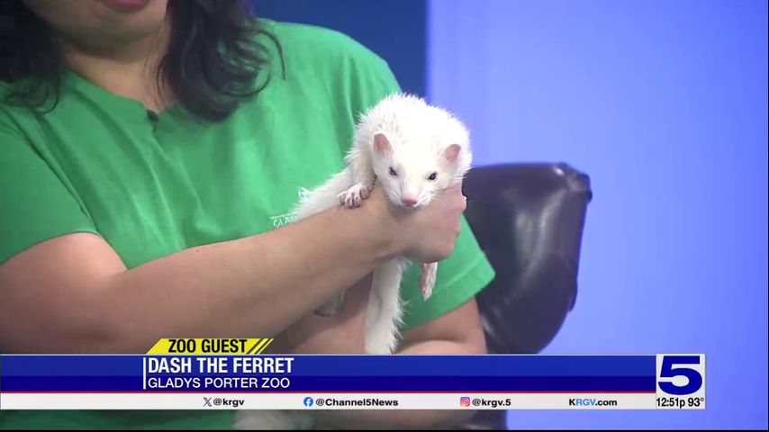 Zoo Guest: Dash the ferret