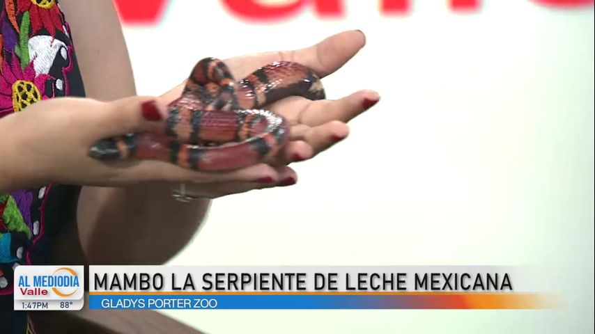 La Entrevista: Conozca a Mambo, la serpiente de leche Mexicana