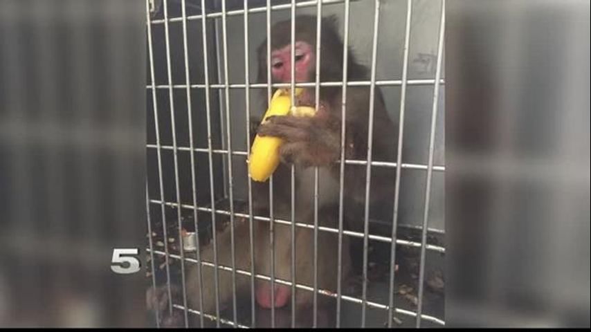 Primate under Quarantine Now at Wildlife Rescue and Rehabilitation