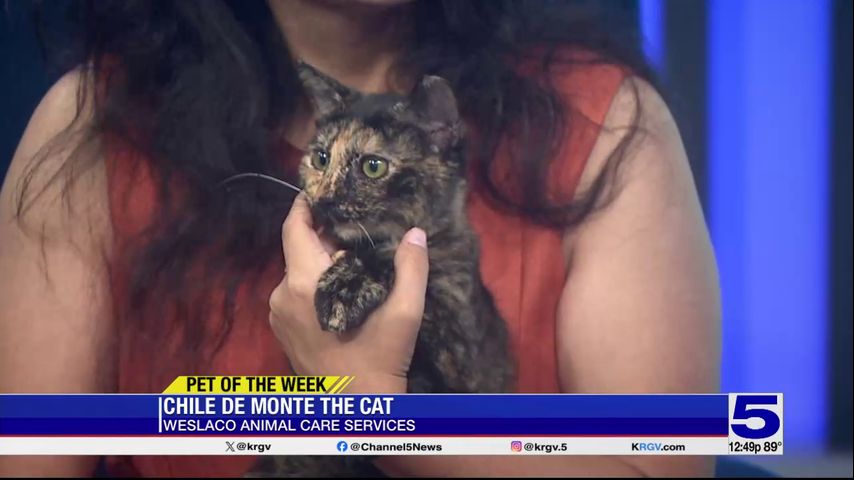 Pet of the Week: Chile De Monte the cat