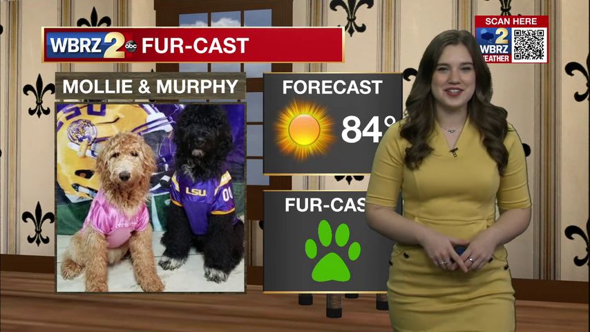 Mollie & Murphy Fur-Cast