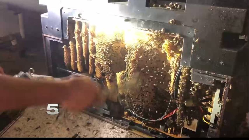 Residents Concerned about Potential Danger of Bees following Fatal Incident