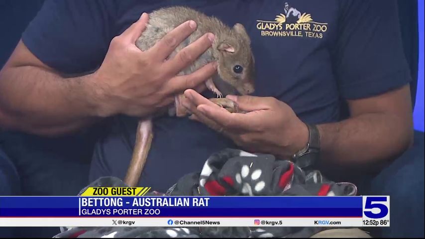 Zoo Guest: Bettong the Australian Rat