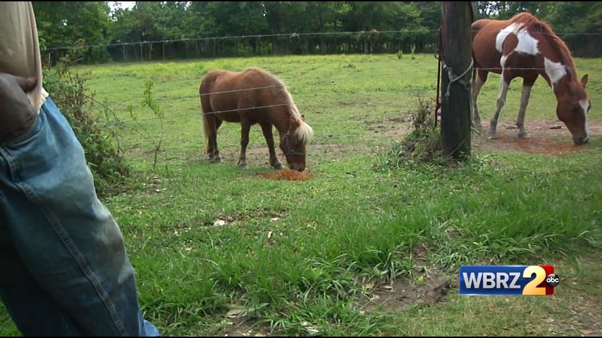 Stray pony has residents scratching their heads in Ascension neighborhood