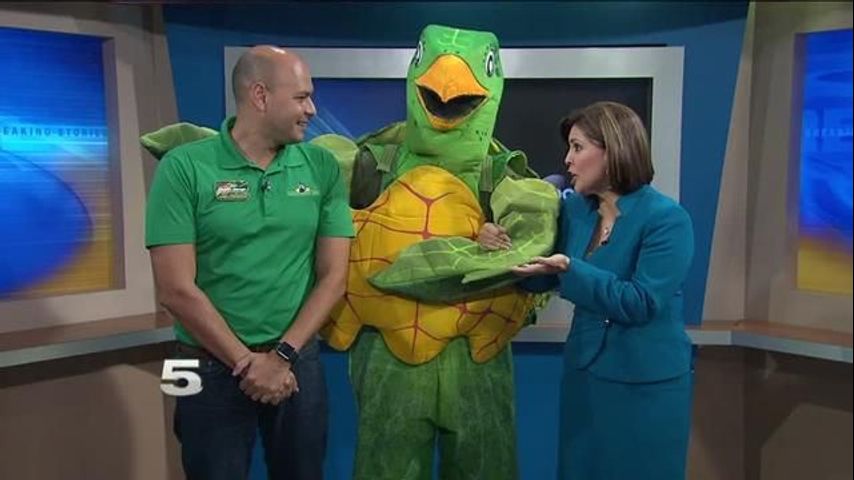 Zoo Guest: Sheldon the Sea Turtle