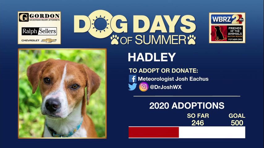 Dog Days of Summer: Hadley