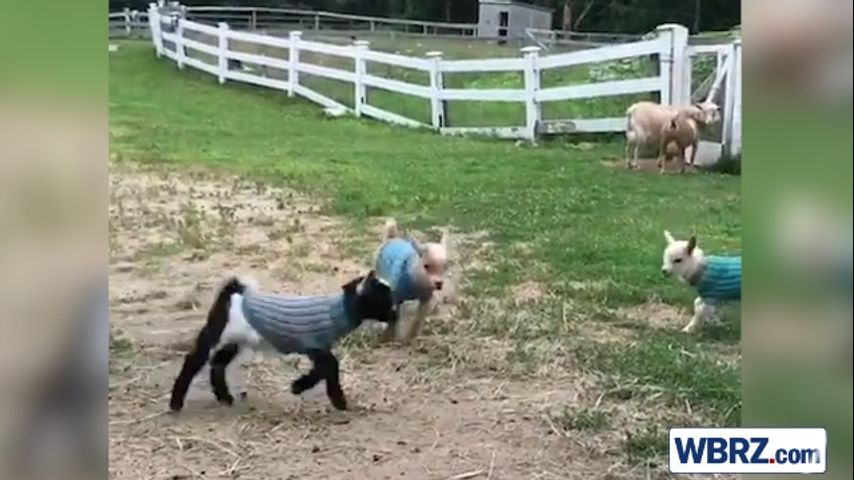 WATCH: Happy dwarf goats dance around in new sweaters