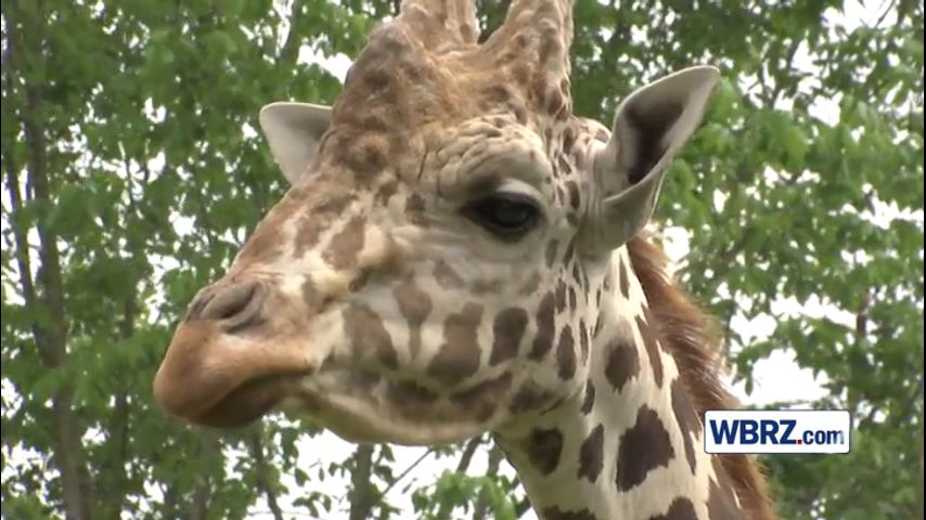 Baton Rouge Zoo master plan coming together