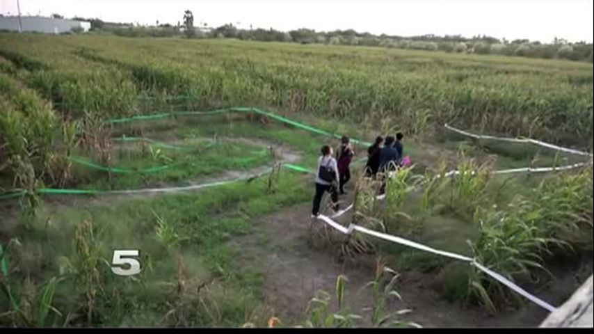 Donna Corn Maze Still Attracts Valley Thrill-Seekers 15 Years after Opening