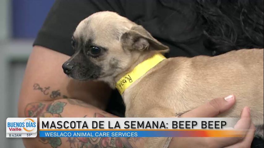 Comunidad: ¡Conozca a la mascota de la semana, Beep Beep!