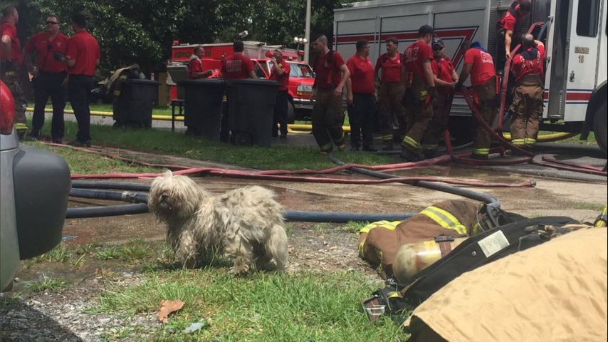 Dog rescued from house fire Thursday