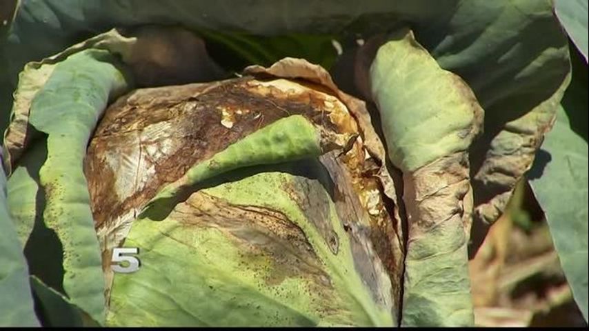 Black Rot Disease Affecting Cabbage Growing Season