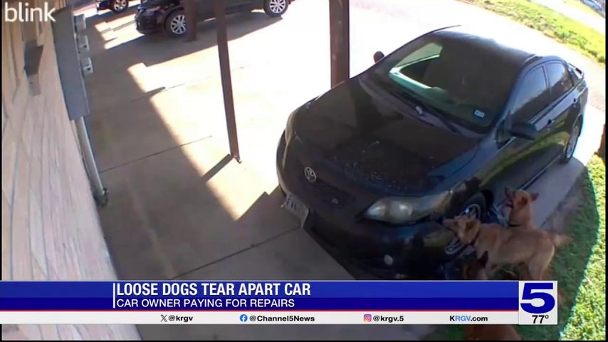 Video shows loose dogs tearing apart car in Pharr neighborhood
