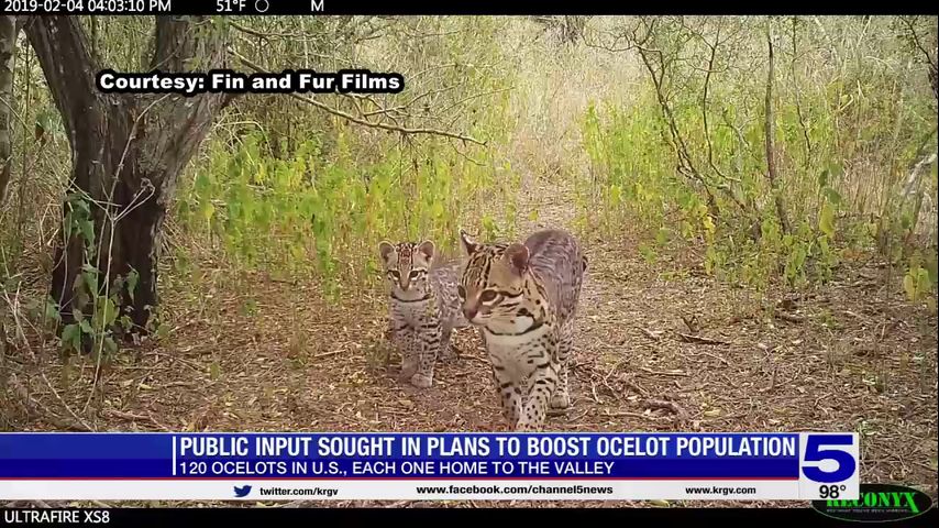 Conservation organization seeking federal permit to boost ocelot population