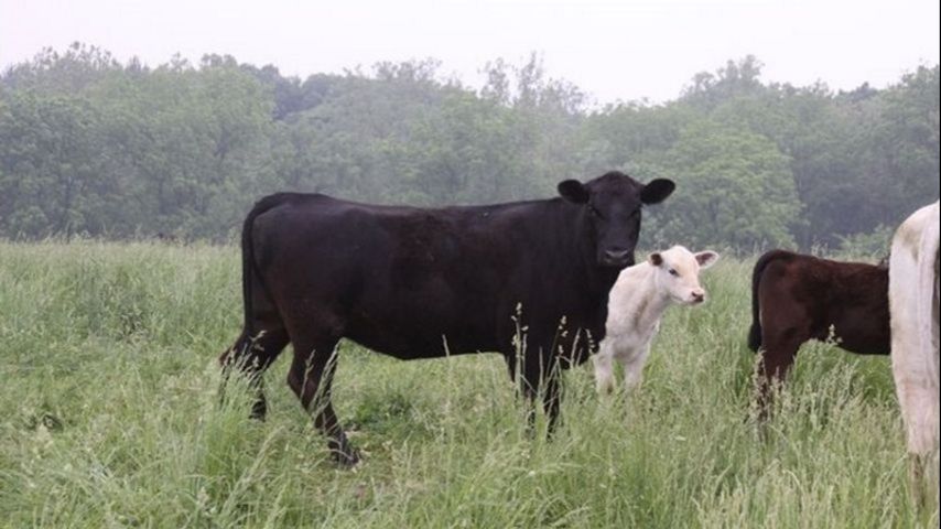 LSU AgCenter study looks at DNA regulation in cattle embryos