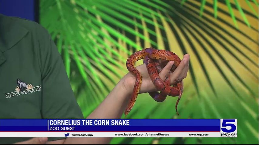 Zoo Guest: Cornelius the corn snake