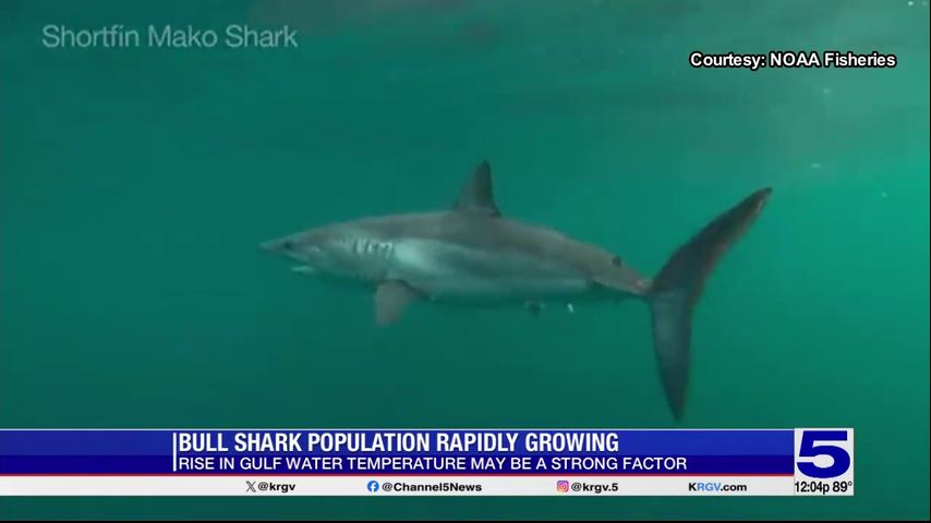 Bull shark population increasing, rising temperature in the Gulf of ...