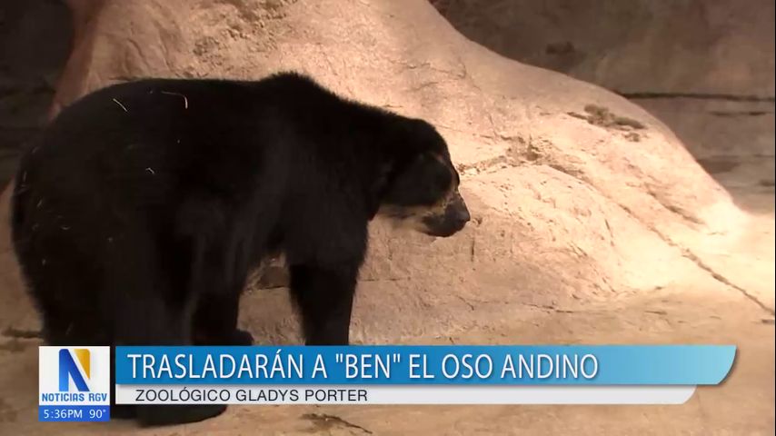 Gladys Porter Zoo traslada a Ben el oso andino a Albuquerque, Nuevo México