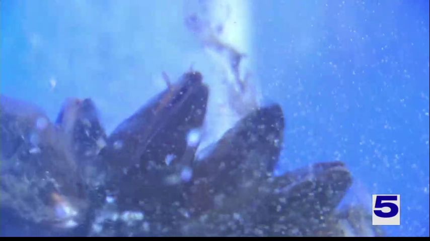 Medical Breakthroughs: Sticky Sea Creatures Close Wounds