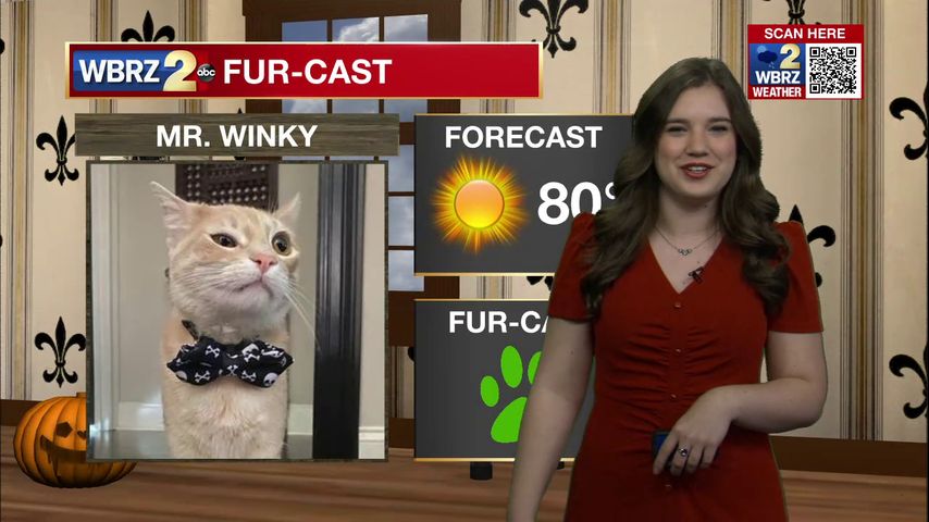 Mr. Winky Fur-Cast