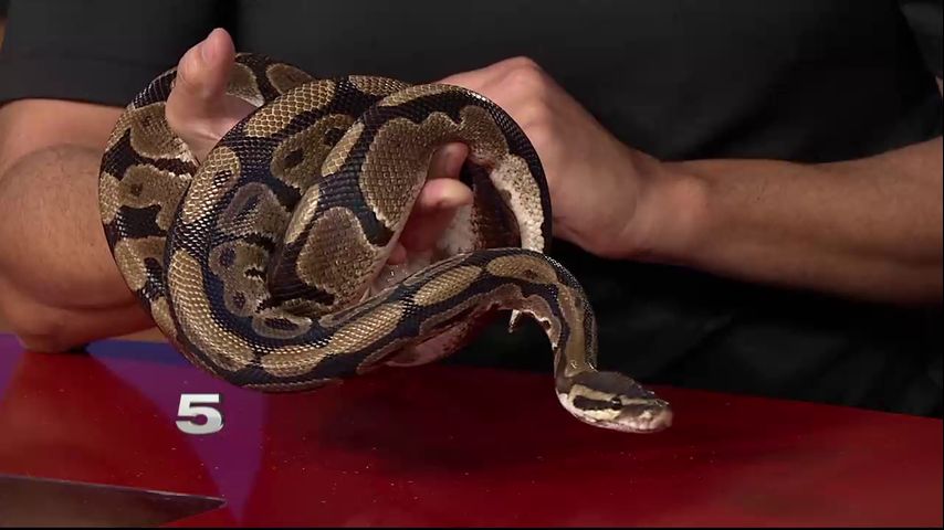 Zoo Guest: Ball Python