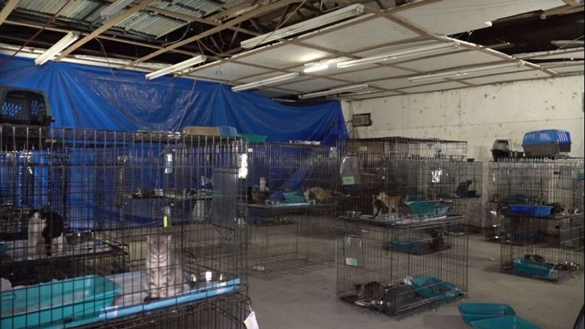 Too many animals, not enough adoptions,resources; Here's how you can help