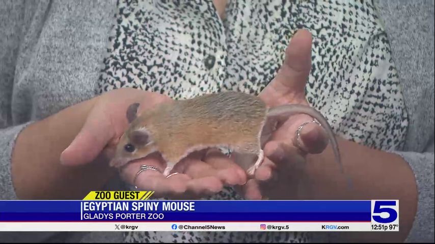 Zoo Guest: Egyptian Spiny Mouse